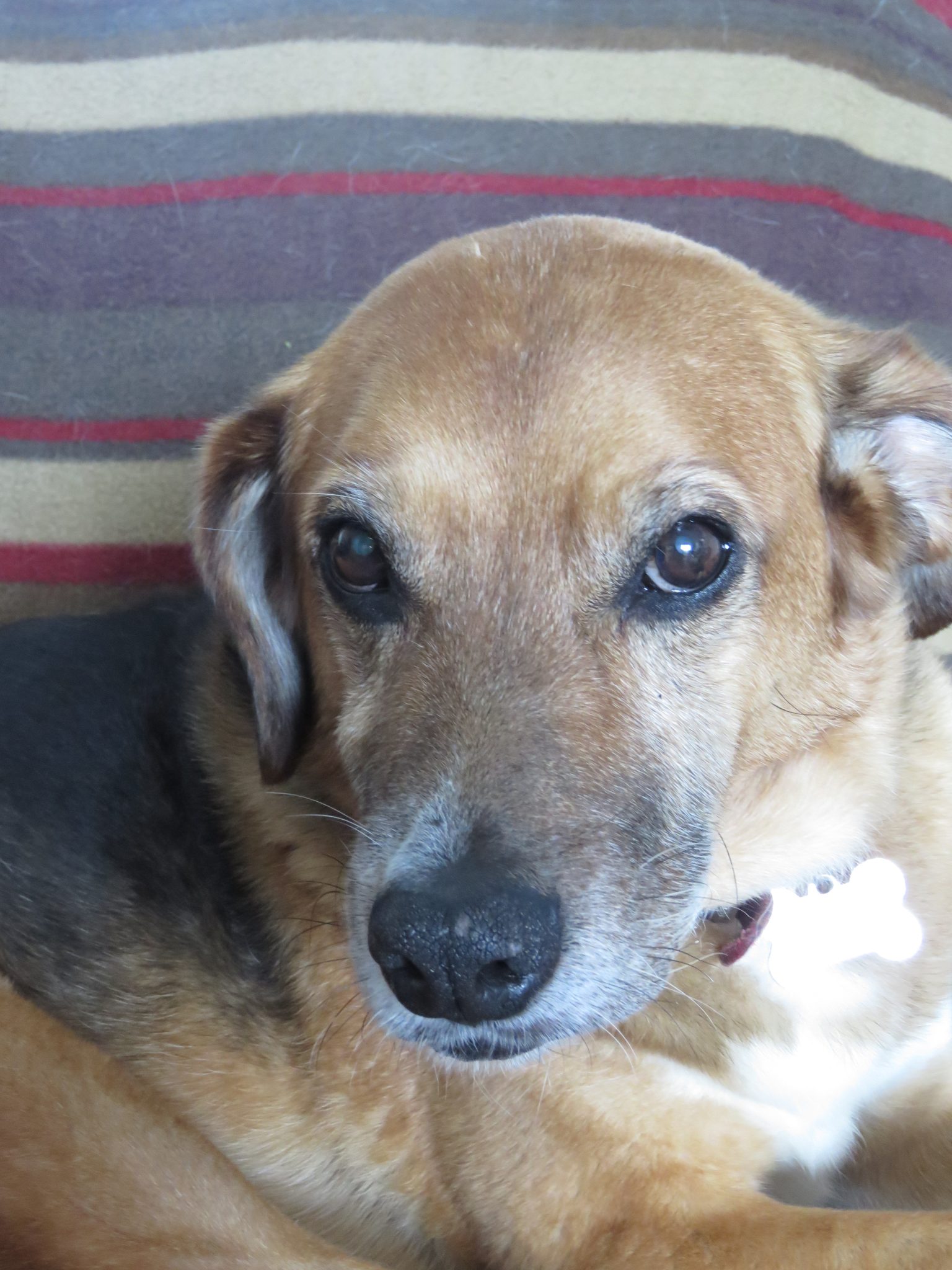 Animal Communication Workshops – Earth Animal Communication